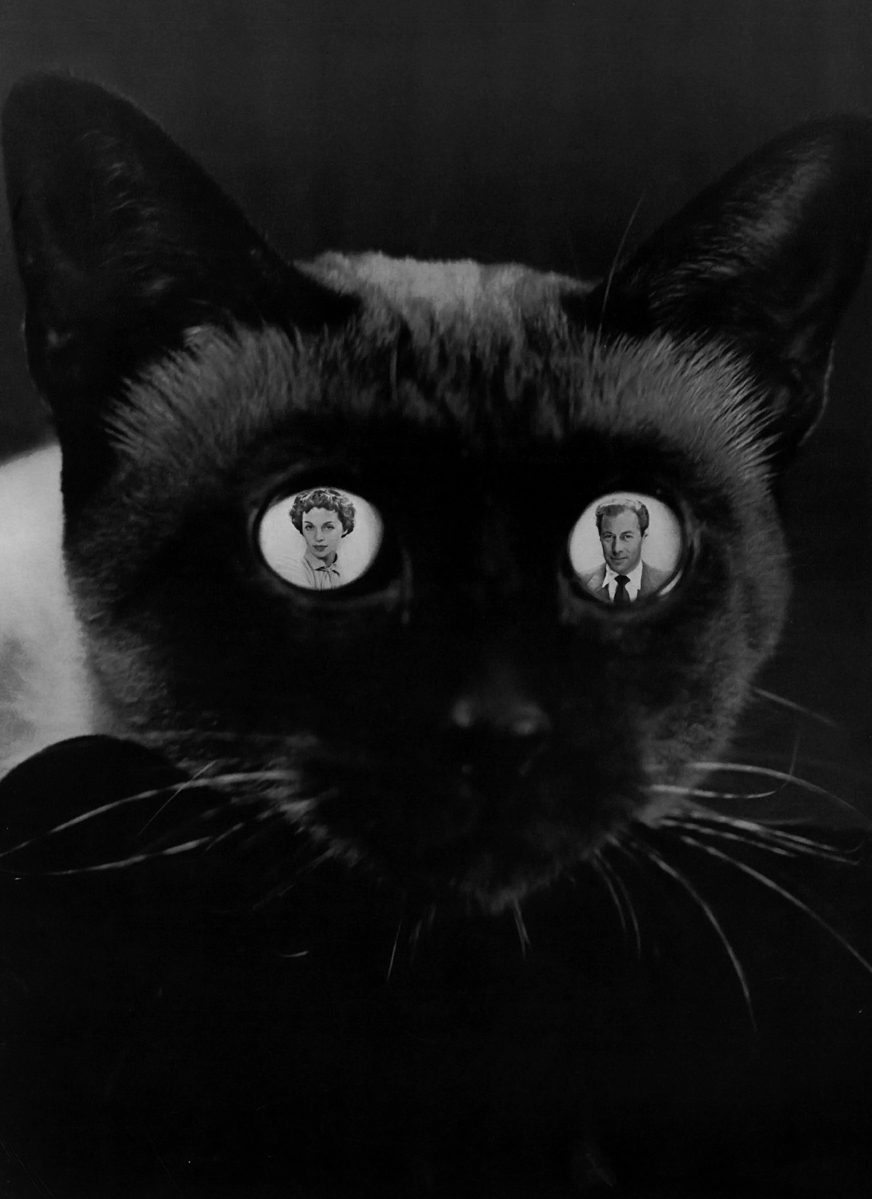 Pictured in the cat’s eyes- Lilli Palmer and Rex Harrison Photographed ...