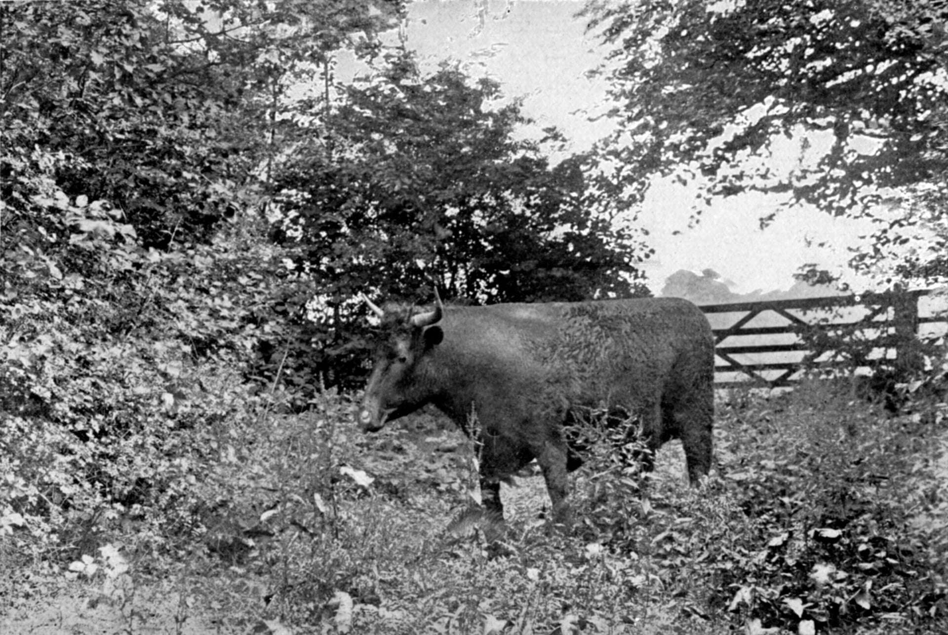 The stuffed ox in operation’ – one of a series of photographic hides ...