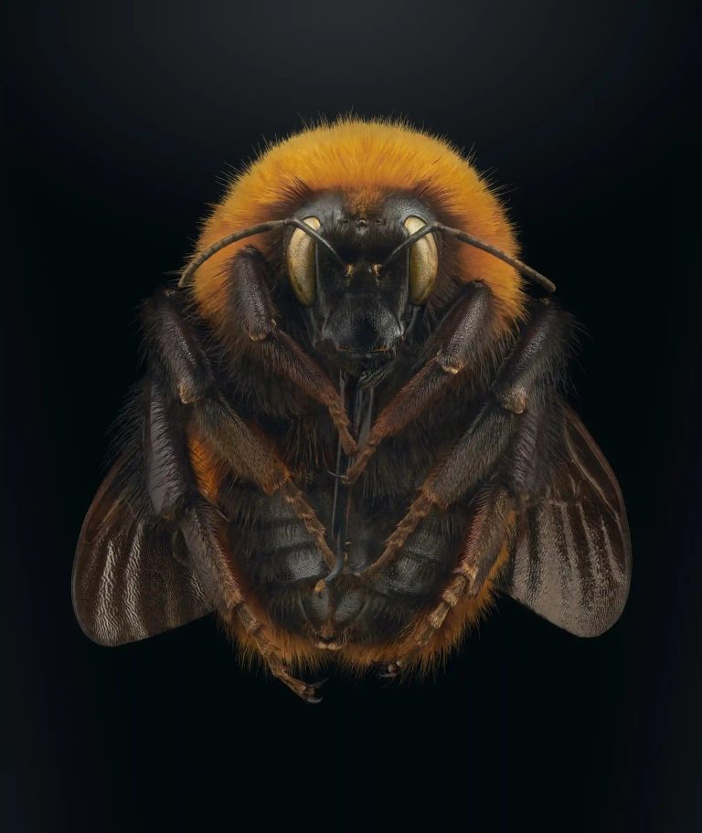 Wondrous and Detailed Photographs of Insects in Peril - Flashbak