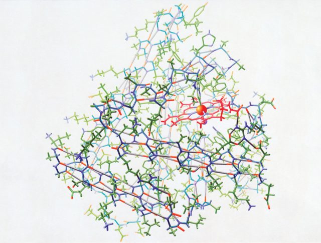 “Crystal structure of myoglobin (1961)” from the Irving Geis Collection ...
