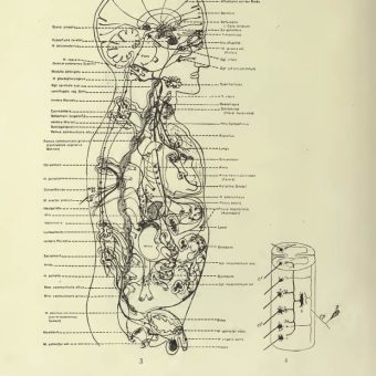 David Katz’s Psychological Atlas 1948-58 - Flashbak