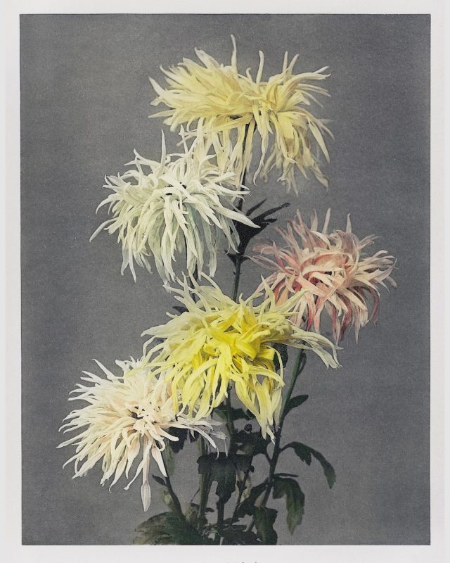 Hand-Coloured Photographs of Flowers Ogawa Kazumasa, 1896 - Flashbak