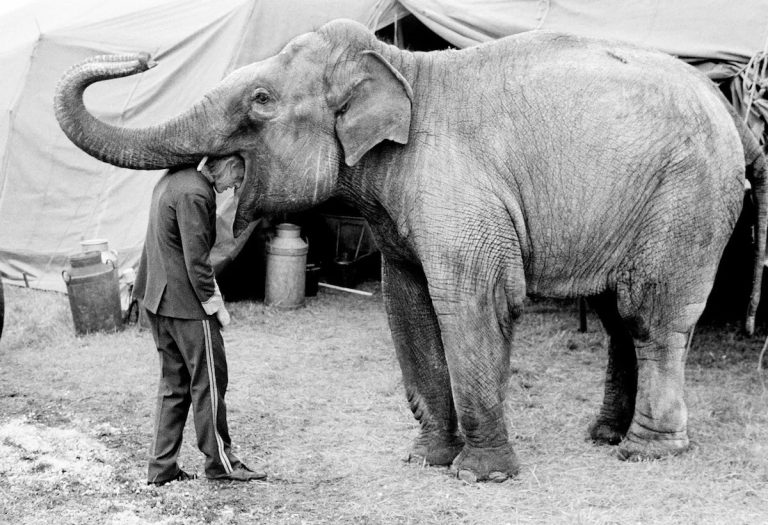 Circus Hoffman, Neil with his head in an elephant’s mouth, Weymouth ...