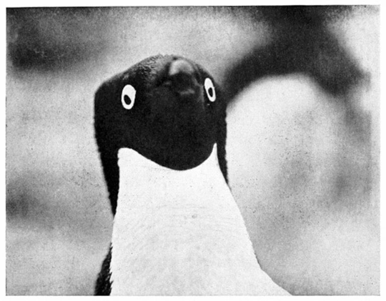 Notes on the Sexual Habits of the 'Astonishingly Depraved' Adélie ...