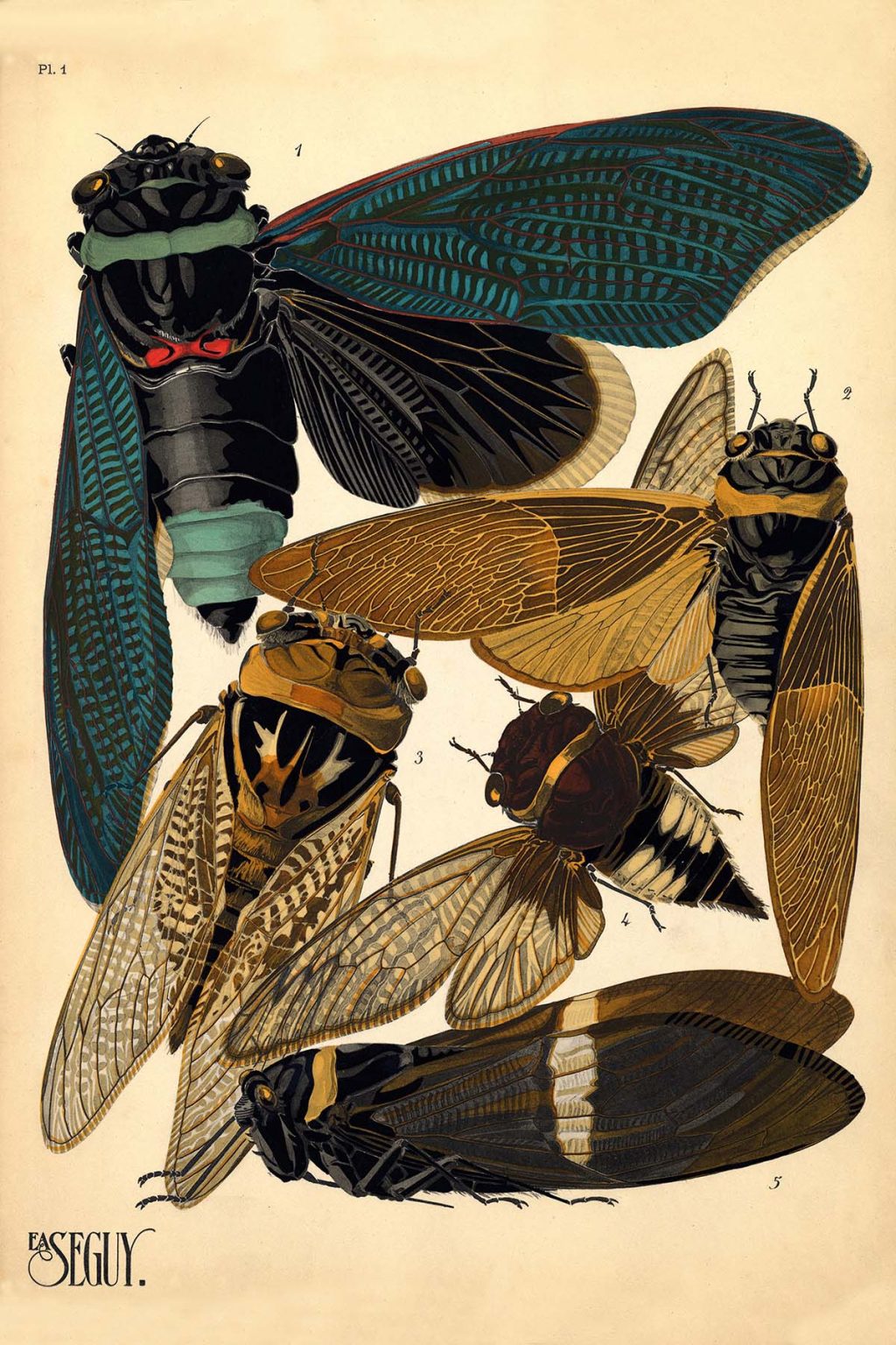Émile-Allain Séguy's Insectes, 1925 - A Hymn To Nature In 20 Beautiful ...
