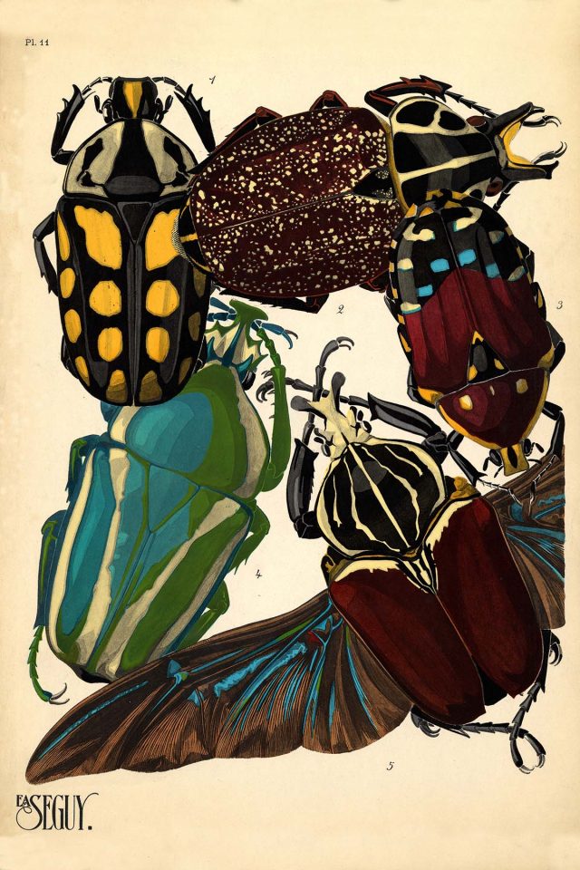 Émile-Allain Séguy's Insectes, 1925 - A Hymn To Nature In 20 Beautiful ...