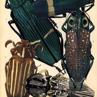 Emile-Allain Seguy's Insectes - Plate 13 - Flashbak