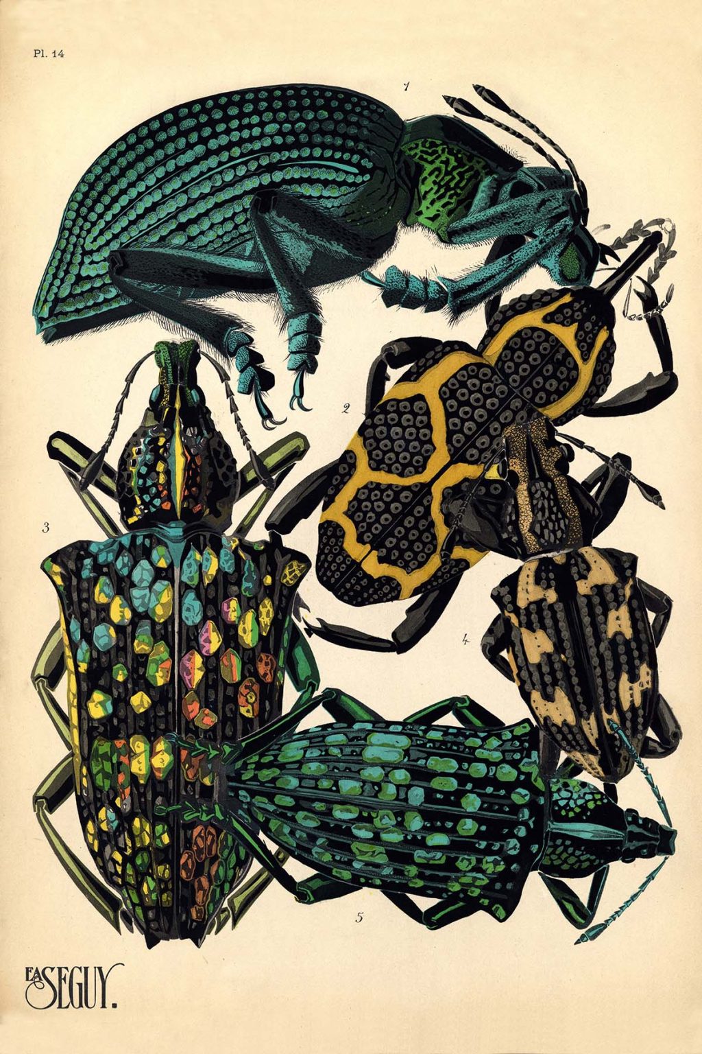 Émile-Allain Séguy's Insectes, 1925 - A Hymn To Nature In 20 Beautiful ...