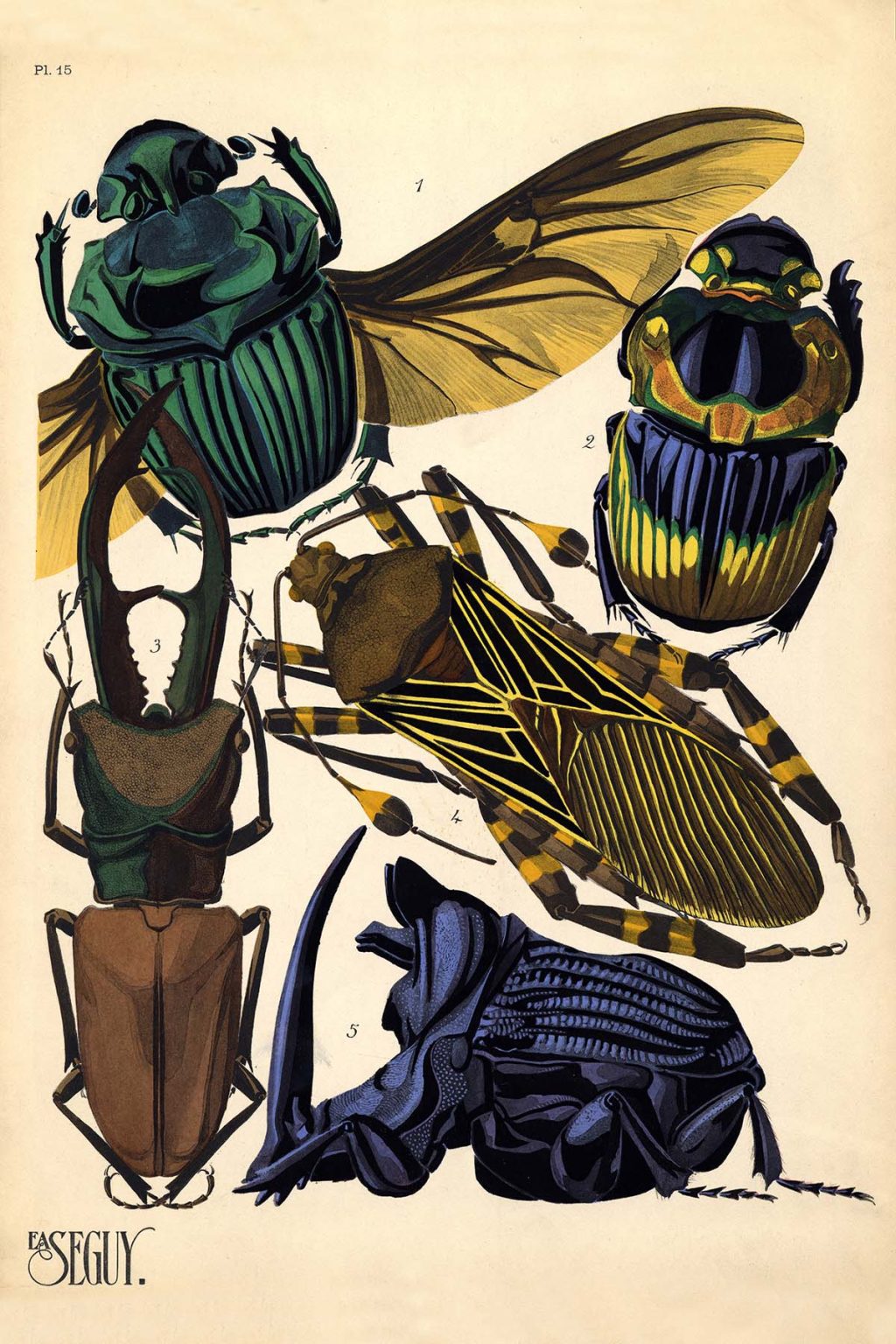 Emile-Allain Seguy's Insectes - Plate 15 - Flashbak