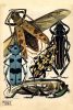 Émile-Allain Séguy's Insectes, 1925 - A Hymn To Nature In 20 Beautiful ...