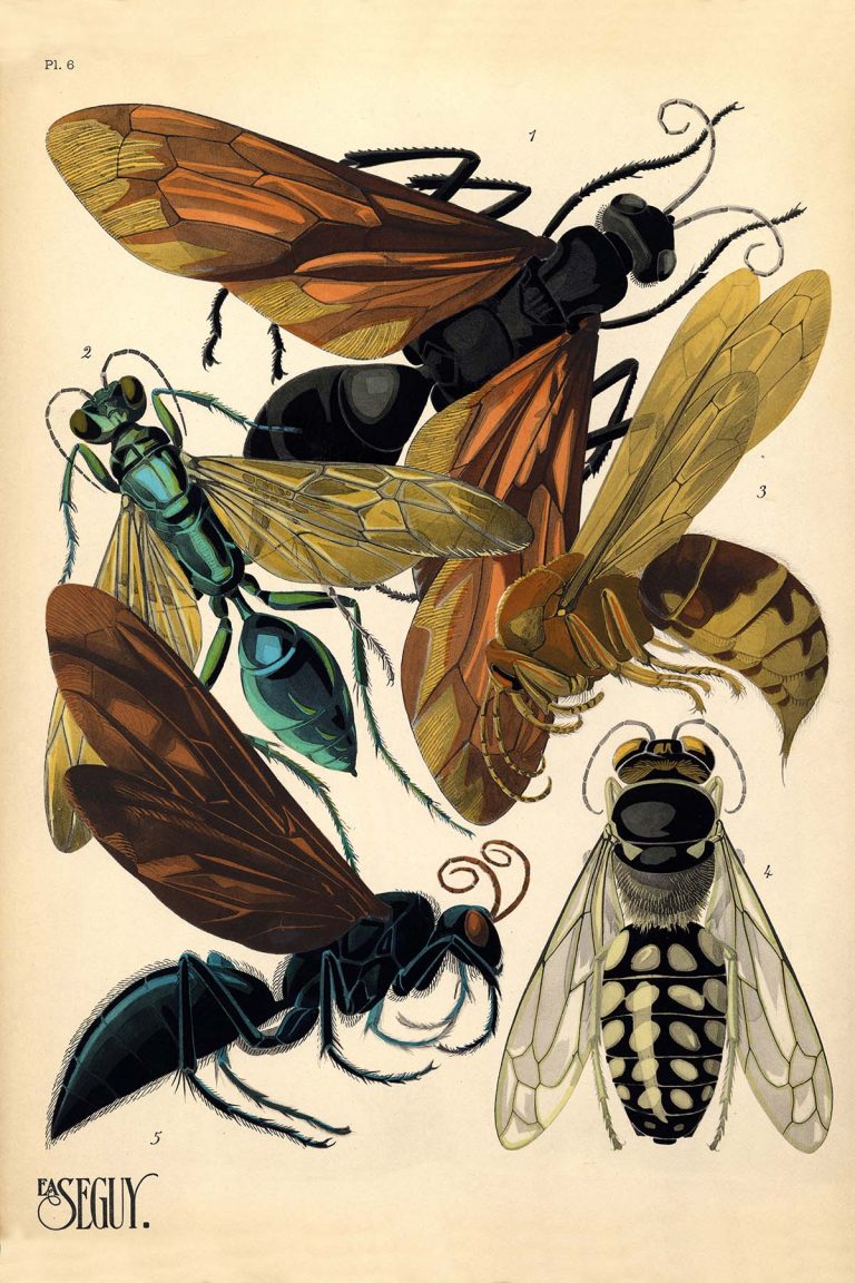 Émile-Allain Séguy's Insectes, 1925 - A Hymn To Nature In 20 Beautiful ...