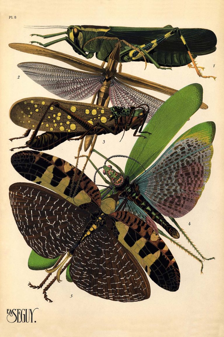 Émile-Allain Séguy's Insectes, 1925 - A Hymn To Nature In 20 Beautiful ...