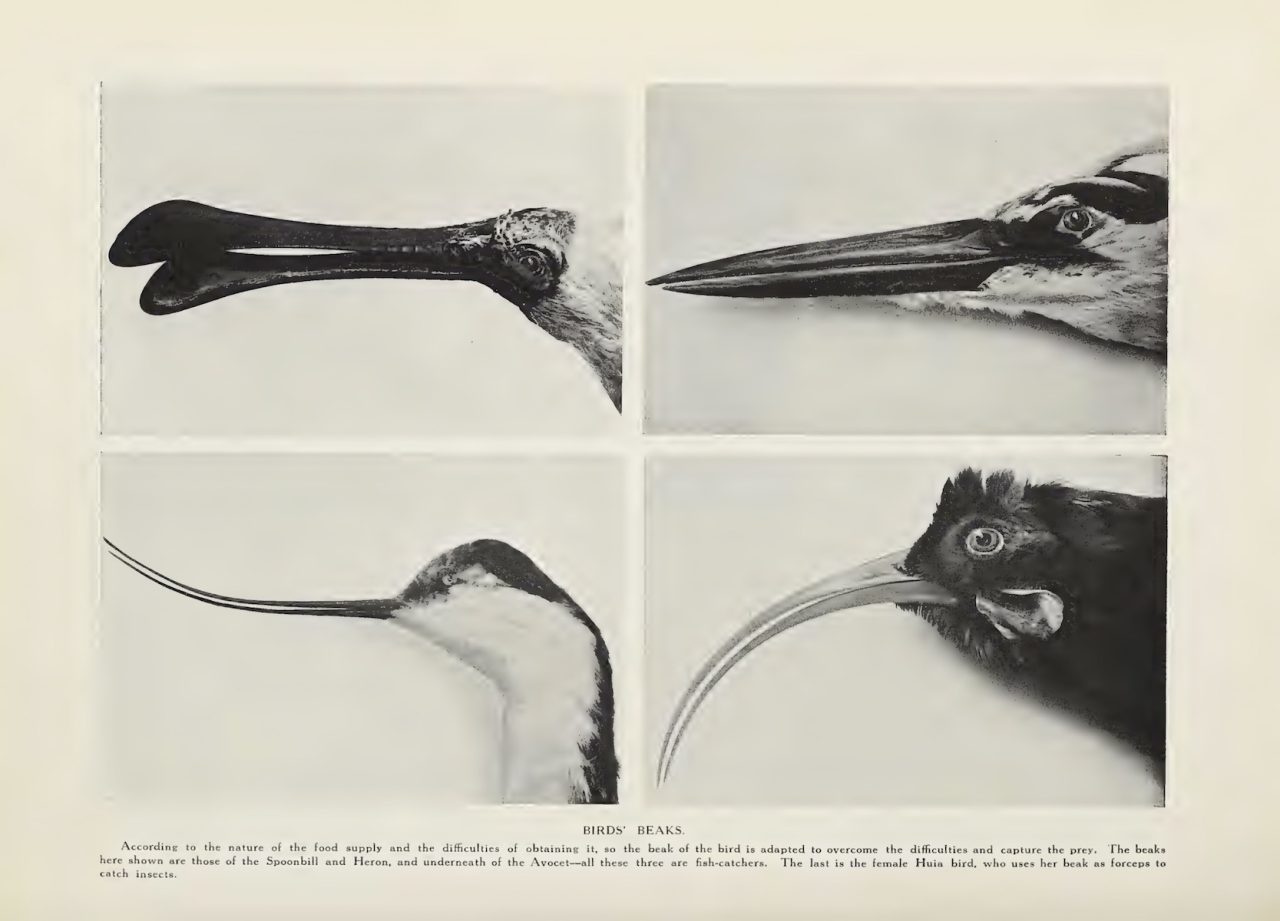 Marvels of the Universe 1912 17 - Flashbak