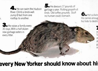 The subway poster that was the source for the rat image, 1979 - Flashbak