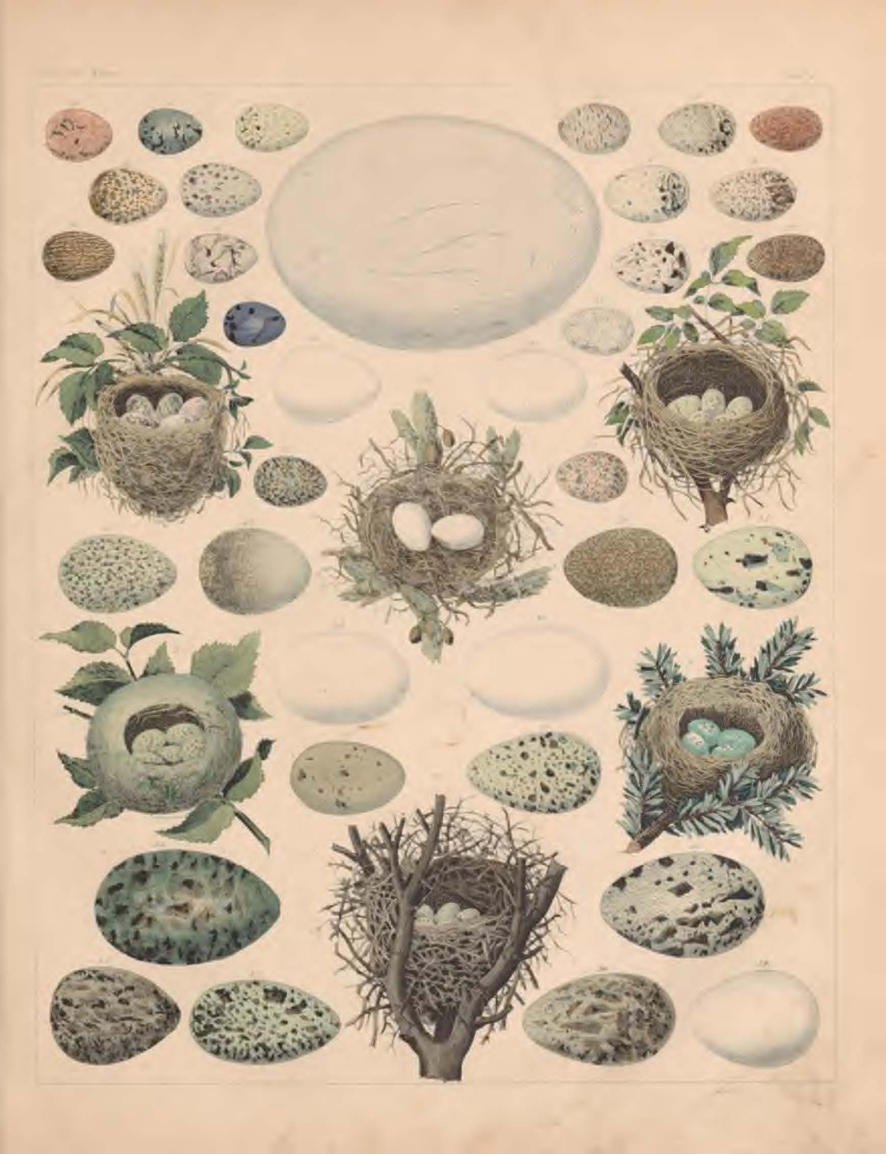 Illustrations from Lorenz Oken’s Atlas of Living Things, 1833-1834 ...