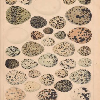 allgemeinenatur00oken_Page_043_Image_0001 - Flashbak