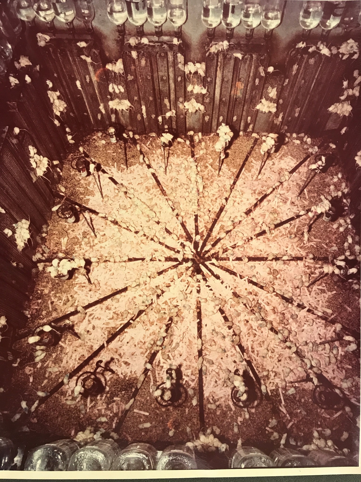 Death Squared: No-One Got Out Alive in The Universe 25 Experiment, 1968 ...