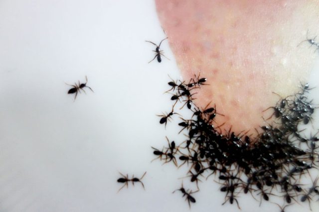 Painted Ants Scurry Over Vintage Porcelain by Evelyn Bracklow - Flashbak