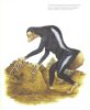 Rewilding Humanity - Dougal Dixon's Man After Man : An Anthropology of ...