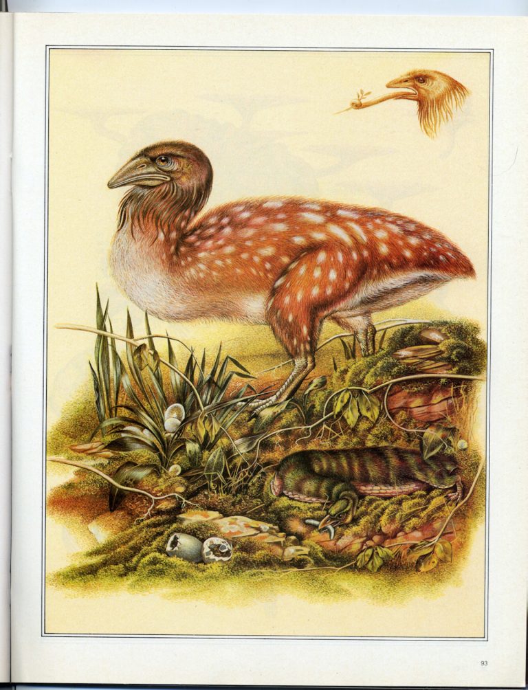 dougal-dixon-visions-of-man-evolved-article-illustration-3-omni ...