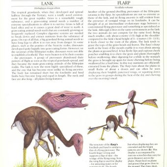 the-new-dinosaurs-dougal-dixon-1988_page_0035_5232589031_o - Flashbak