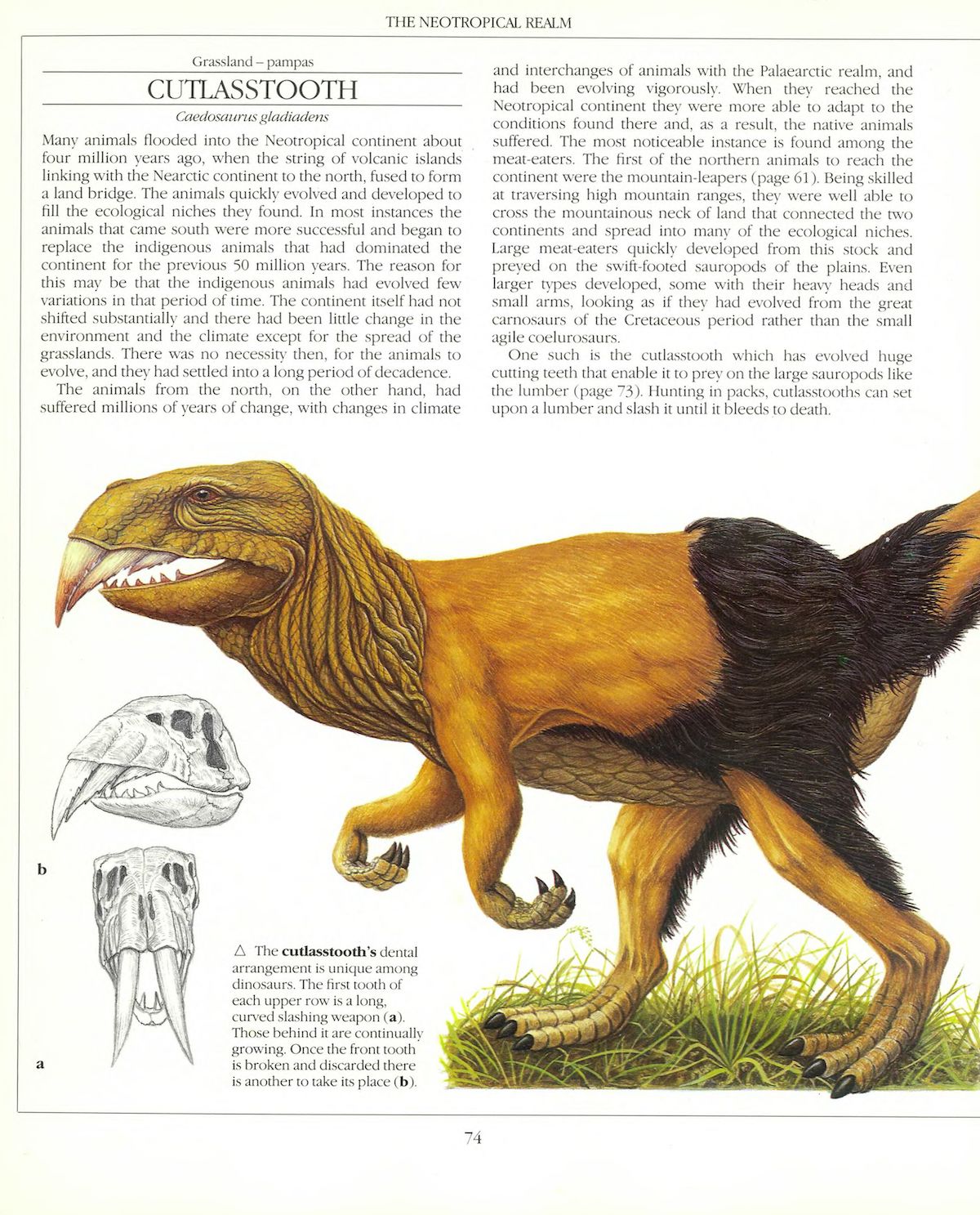 The New Dinosaurs Dougal Dixon 1988page00745233189416o Flashbak