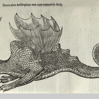 aldrovandi_dragon - Flashbak