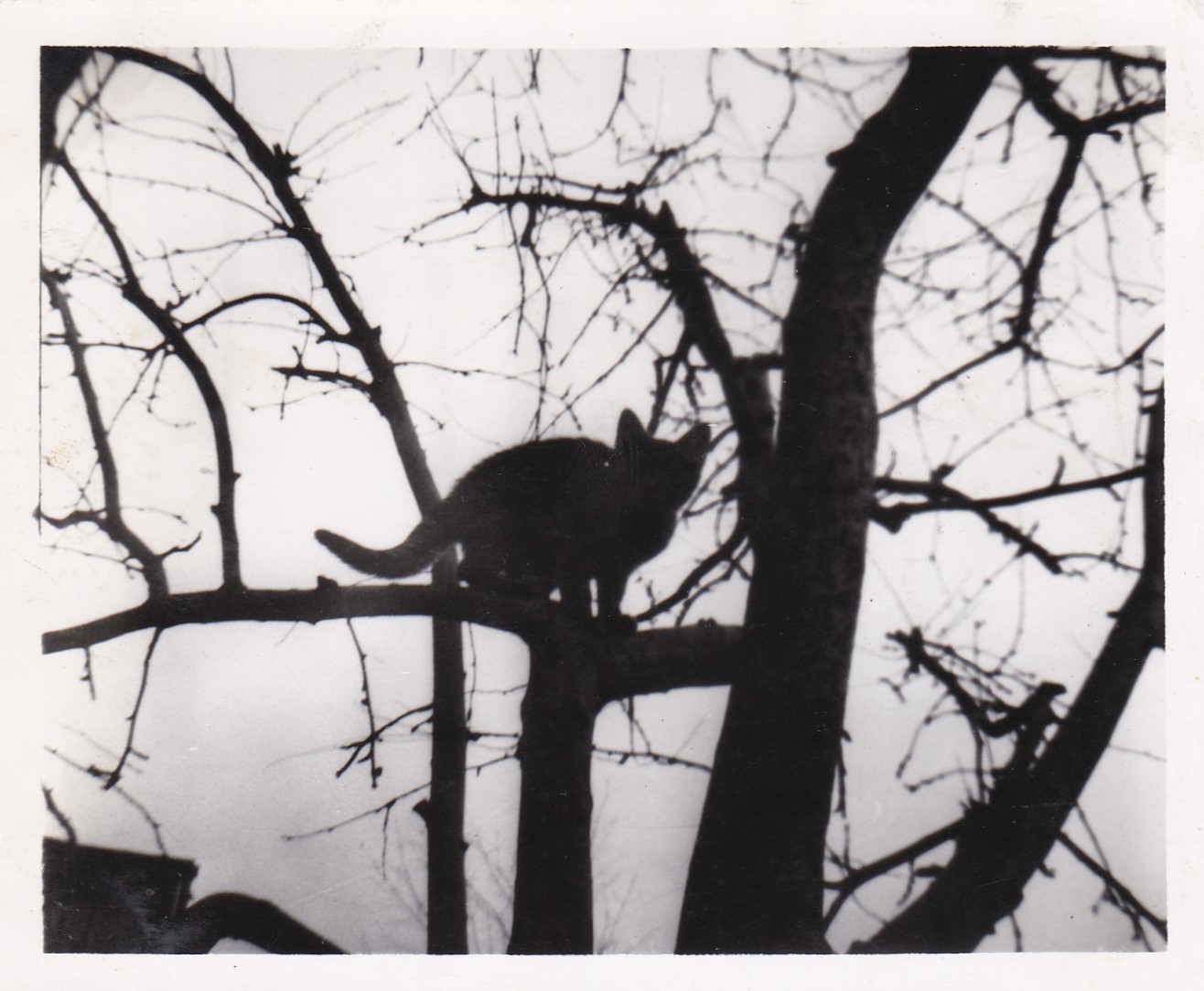 silhouette photos-1 - Flashbak